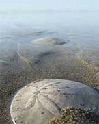 Heidi Timm - Gentle Touch Therapies